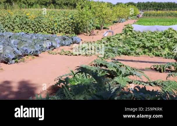 Biodiversity thrives as resilient crops grow under ecological farming ...