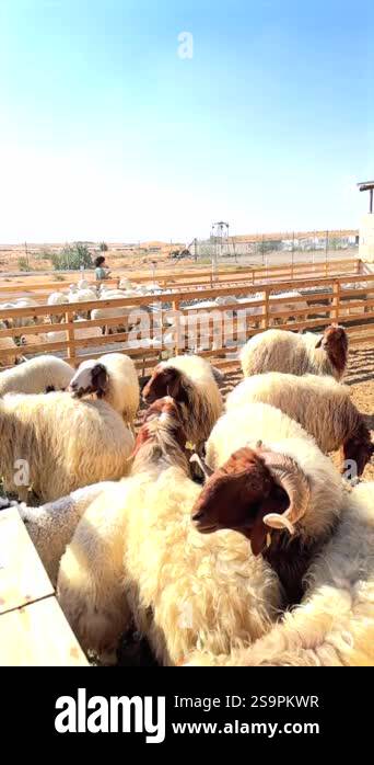 Sheep on farm adapt to desert, contributing to sustainable ecosystem ...