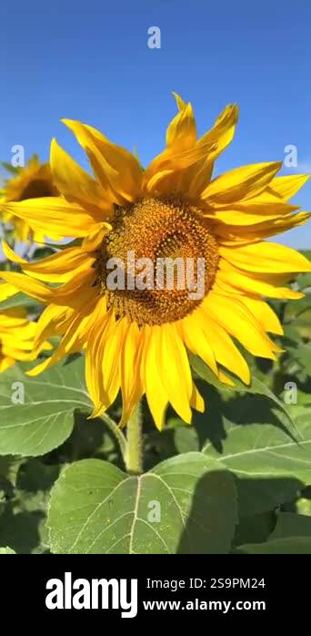 Vertical screen :Sunflower fields radiate warmth across biofarm ...