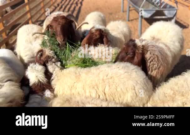 Sheep on farm graze peacefully in lush fields, enriching vibrant ...