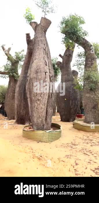 Rare tree Stock Videos & Footage - HD and 4K Video Clips - Alamy