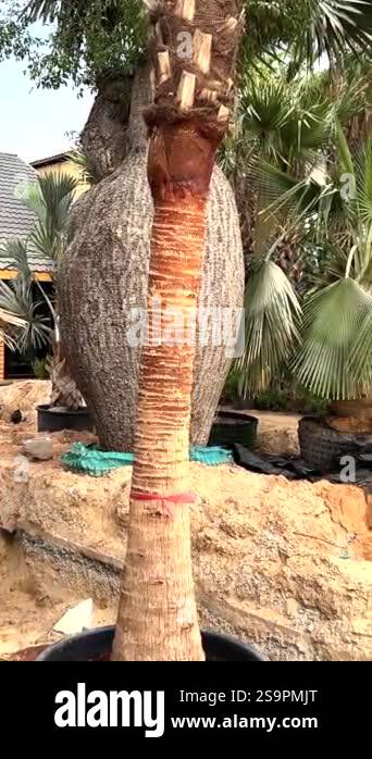 Market thriving with tree conservation initiatives, promoting efficient palm tree care and ...