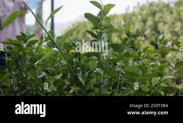 Balcony comfort Stock Videos & Footage - HD and 4K Video Clips - Alamy