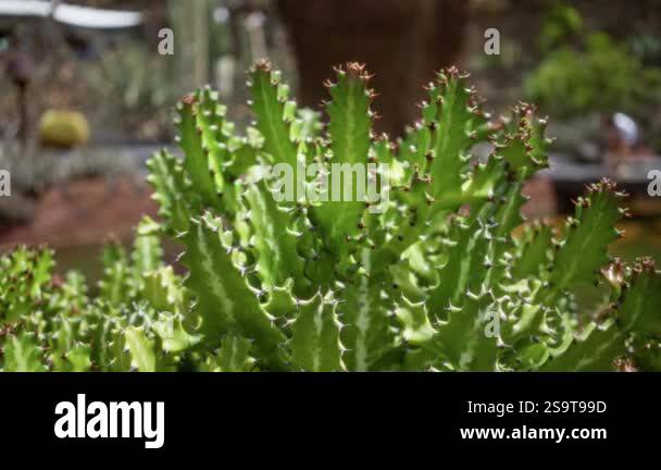 Plants unique growth structure Stock Videos & Footage - HD and 4K Video ...