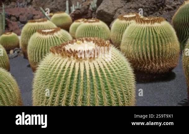 Multiple golden barrel cacti, scientifically known as echinocactus ...