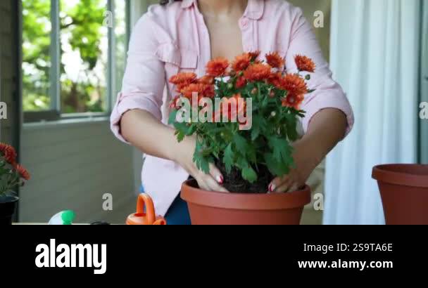 Woman watering potted flowers with orange watering can at home ...