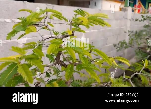 Banyan bonsai flowers in the yard grow and thrive. Banyan plants are a ...