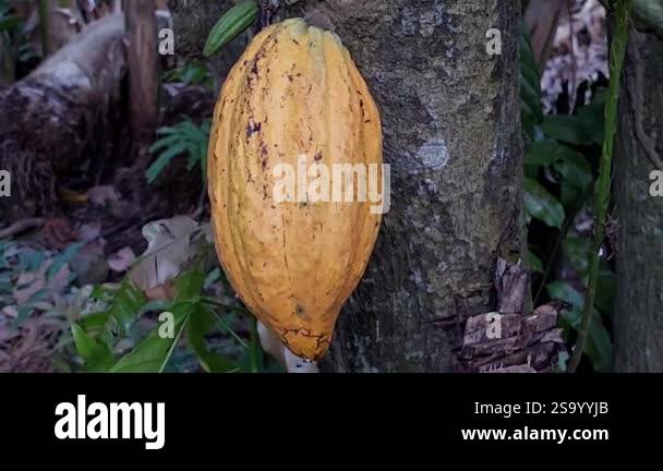 Cocoa (Theobroma cacao). This fruit is oval in shape with a grooved ...