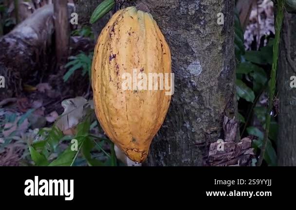 Cocoa (Theobroma cacao). This fruit is oval in shape with a grooved ...