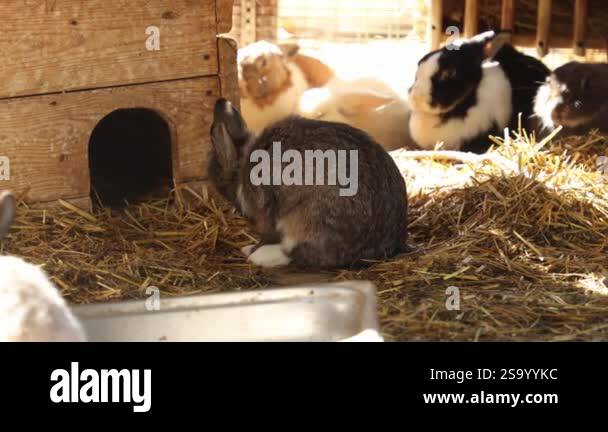 A group of rabbits is resting. Rabbits scratch and wash themselves. Zoo ...
