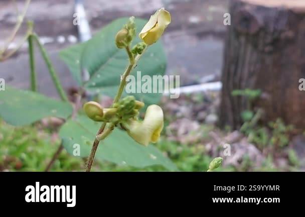 Flowers and pods of long beans (Vigna unguiculata) in growth. The ...