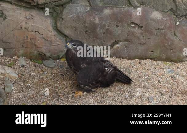 Top view at bird of scared prey falcon with an injured wing, jumping in ...