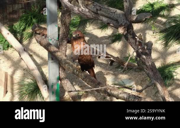 Top view of ordinary buzzard, kept in captivity in a zoo, sits on a ...
