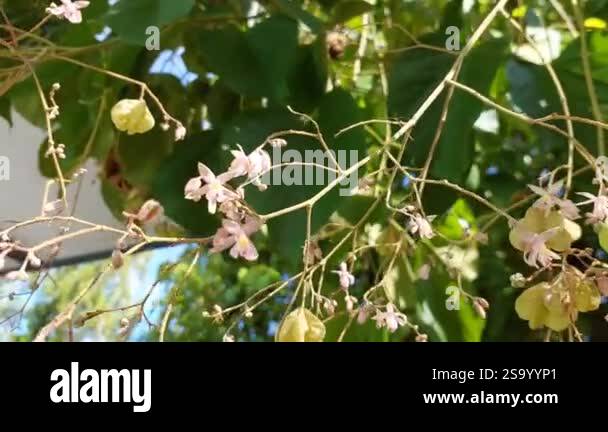 Ketapang kencana tree (Terminalia mantaly). This plant has small oval ...