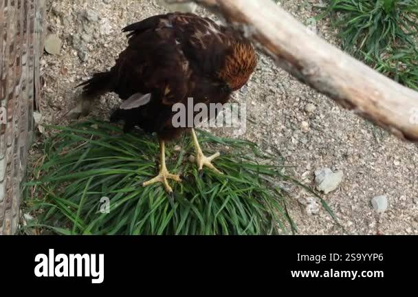 Top view at bird of prey falcon with an injured wing, standing on grass ...