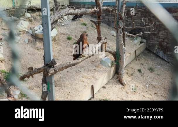 An ordinary buzzard, kept in captivity at the zoo, sits on a stick in a ...