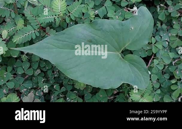 Leaves of the mouse ear plant (Typhonium flagelliforme). These leaves ...
