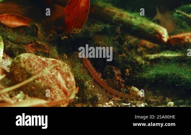 Cobitis taenia adaptable digger fish, camouflage coloration in sand and ...