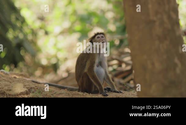 A pregnant toque macaque sits on the forest floor in Sri Lanka ...