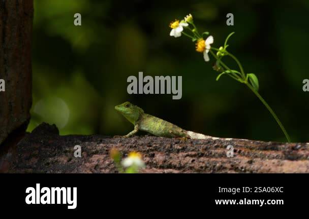 An Okinawan tree lizard basking in the sun before leaping onto a post ...