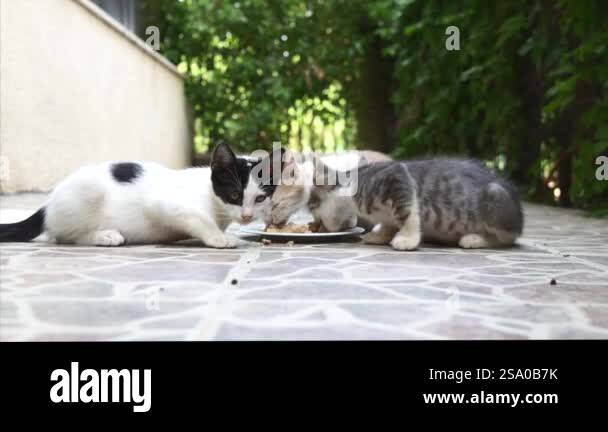 A heartwarming scene of small yard kittens gathered outdoors ...