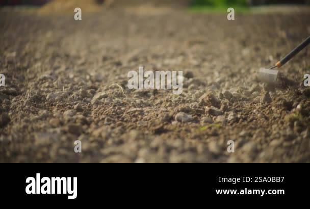A dedicated woman raking and hogging soil in her garden, readying it ...