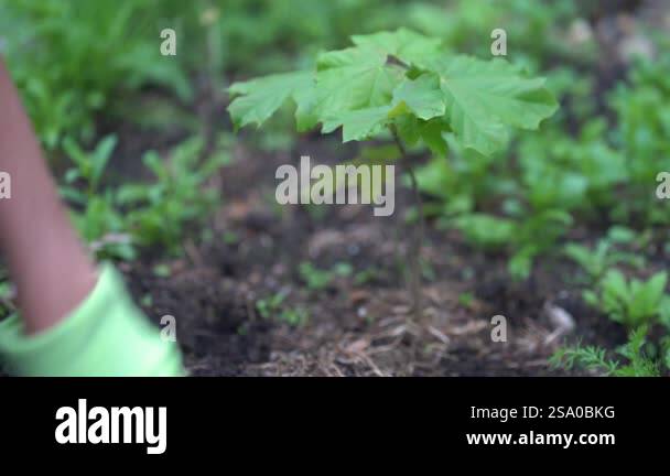 A maple sapling is growing. Selective focus on the background of nature ...