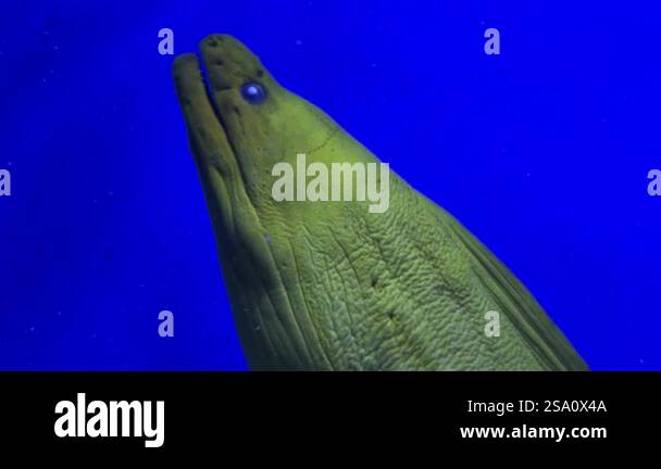 Sea with green conger eel and fish around it, 4K Stock Video Footage ...