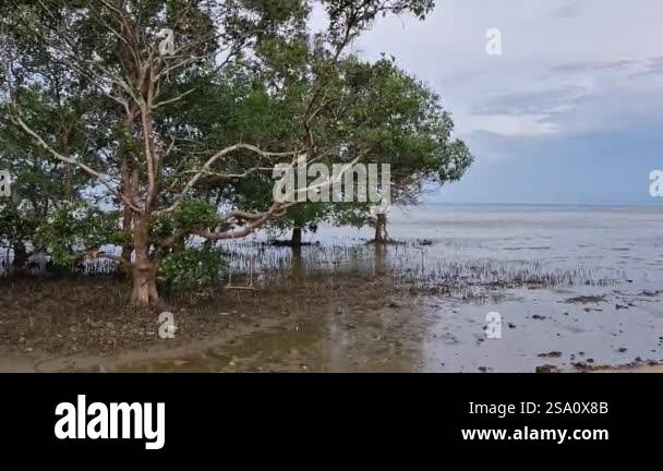 Muslims pray in sujood (prostration) position inside state of Pahang ...