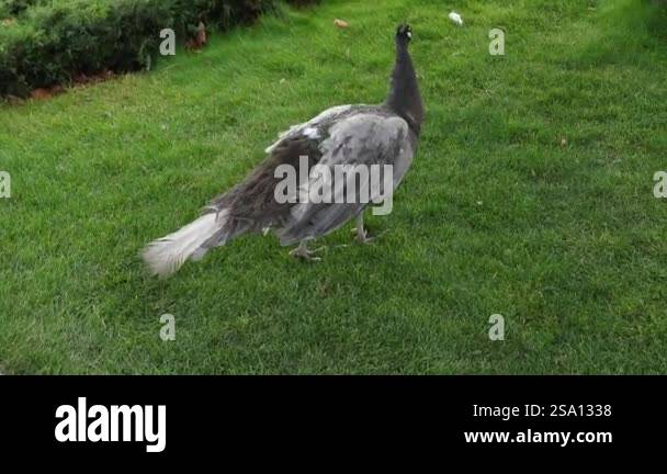 a stunning gray peacock strolling gracefully on a lush green lawn, captured in vibrant 4K ...