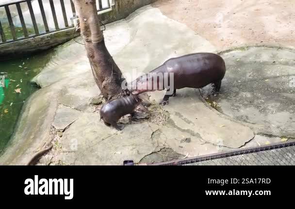 A baby hippopotamus is causing a fan frenzy in Thailand..Moo Deng - a ...