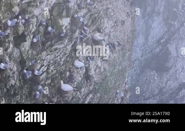 Seabirds on the edge of a cliff on a misty day bempton cliffs Stock ...
