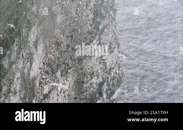 Seabirds on the edge of a cliff on a misty day bempton cliffs Stock ...