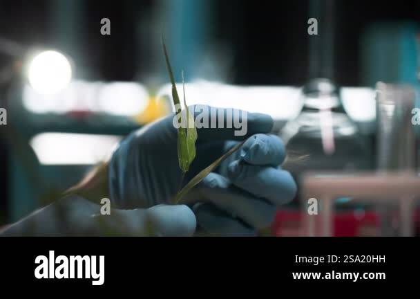 soil laboratory research, professional male laboratory assistant in ...