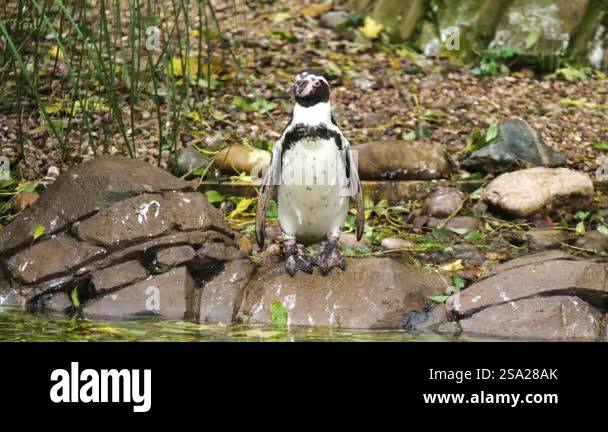 Penguin standing calmly near water. Bird gazing outdoors surrounded by ...