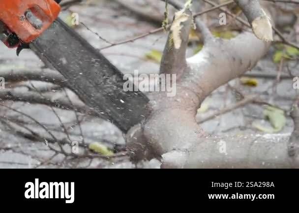 Tree felling operation Stock Videos & Footage - HD and 4K Video Clips ...