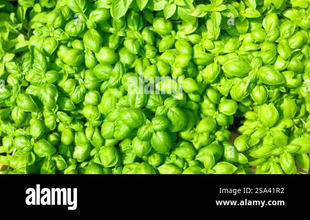 Lush green basil leaves fill the frame, ideal for culinary and herbal ...