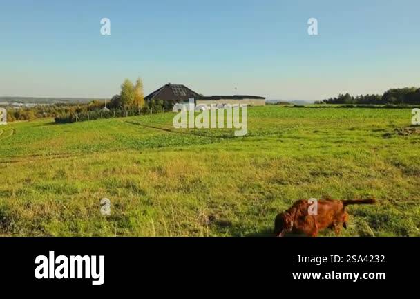 Cute irish setter dog runs across summer green lawn outdoor in the ...