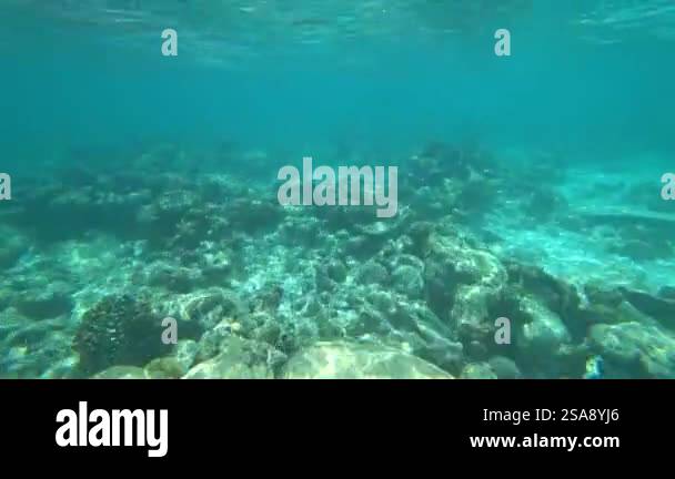 Fin reef Stock Videos & Footage - HD and 4K Video Clips - Alamy