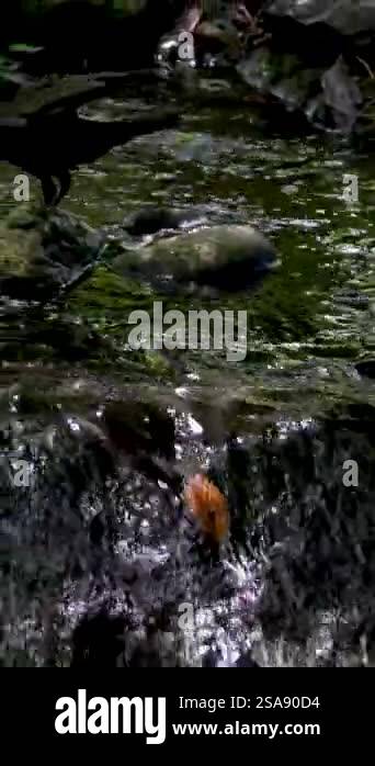 a bird drinks water from a river spring. a bird flew to the watering ...