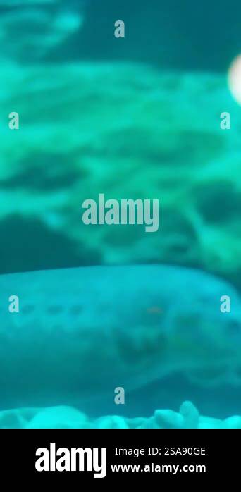 Goliath fish Stock Videos & Footage - HD and 4K Video Clips - Alamy