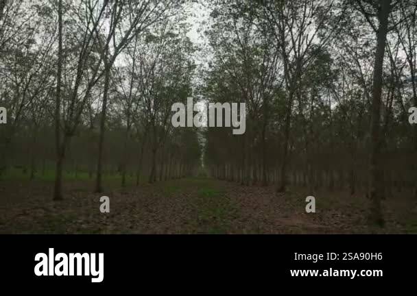 Rubber trees in the garden, Rubber plantations in Thailand, Agriculture ...