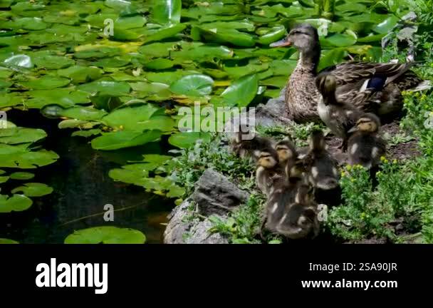 Mallard Duck with Ducklings Floating in the Pond in Summer Park. Slow ...