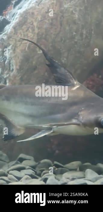 Challenger deep fish Stock Videos & Footage - HD and 4K Video Clips - Alamy