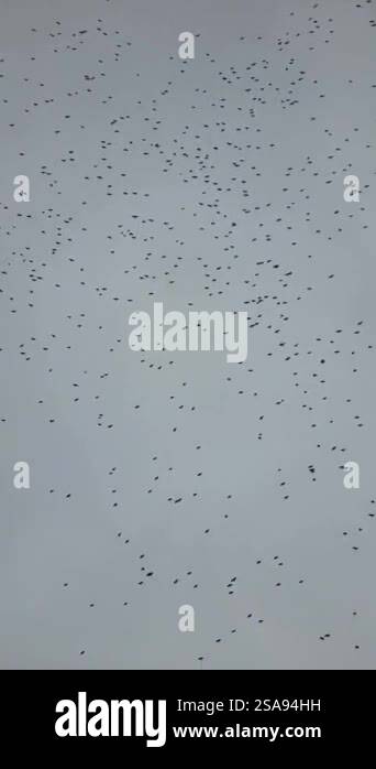 Thousands of frightened crows fly chaotically in the sky at the same ...