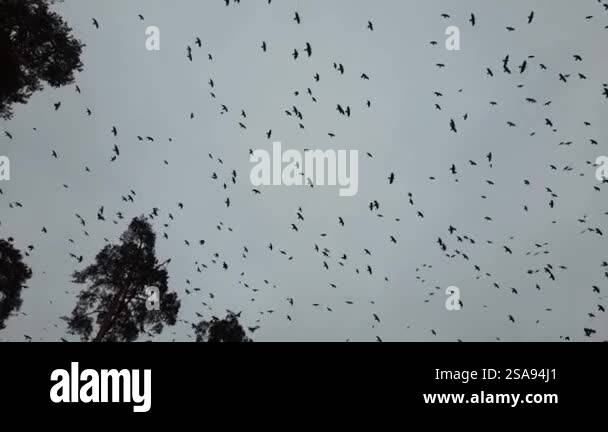 Thousands of frightened crows fly chaotically in the sky at the same ...