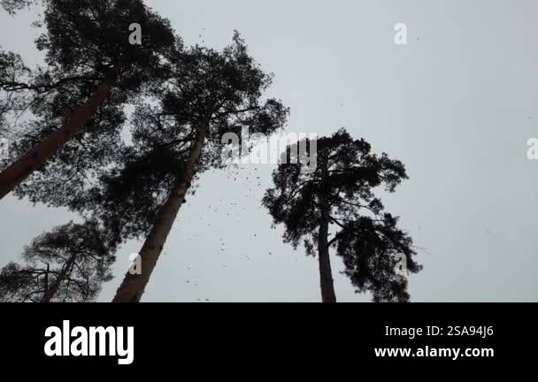 Thousands of frightened crows fly chaotically in the sky at the same ...