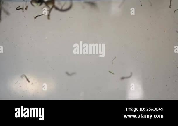 Aedes larvae and pupae aegypti and Aedes albopictus mosquito Stagnant ...