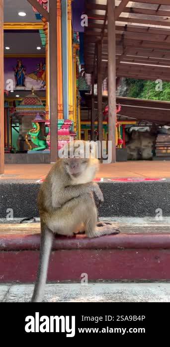 Monkey at Hindu temple it the Batu Caves in Kuala Lumpur, Malaysia ...