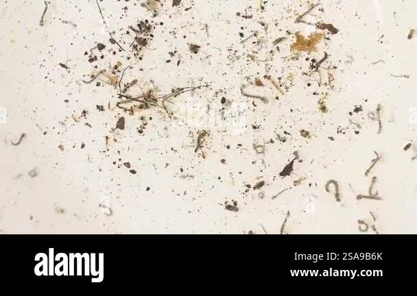 Aedes larvae and pupae aegypti and Aedes albopictus mosquito Stagnant ...